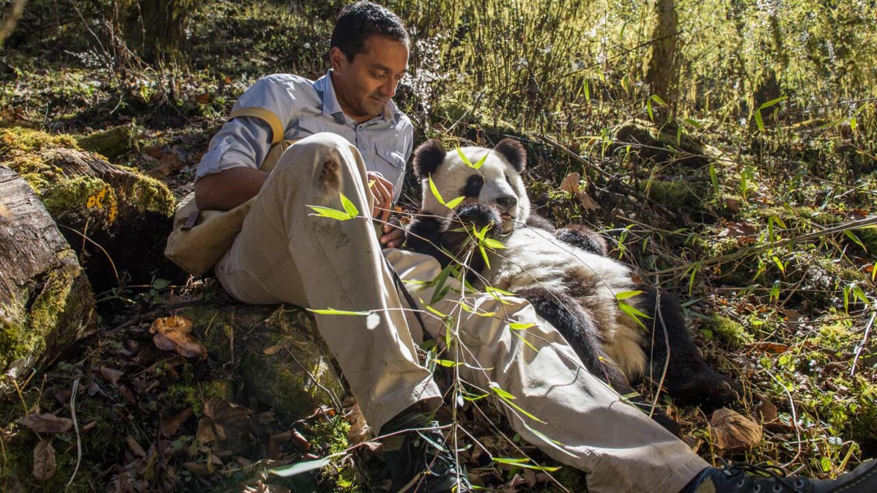 PASSION PICTURES – Earth: A New Wild