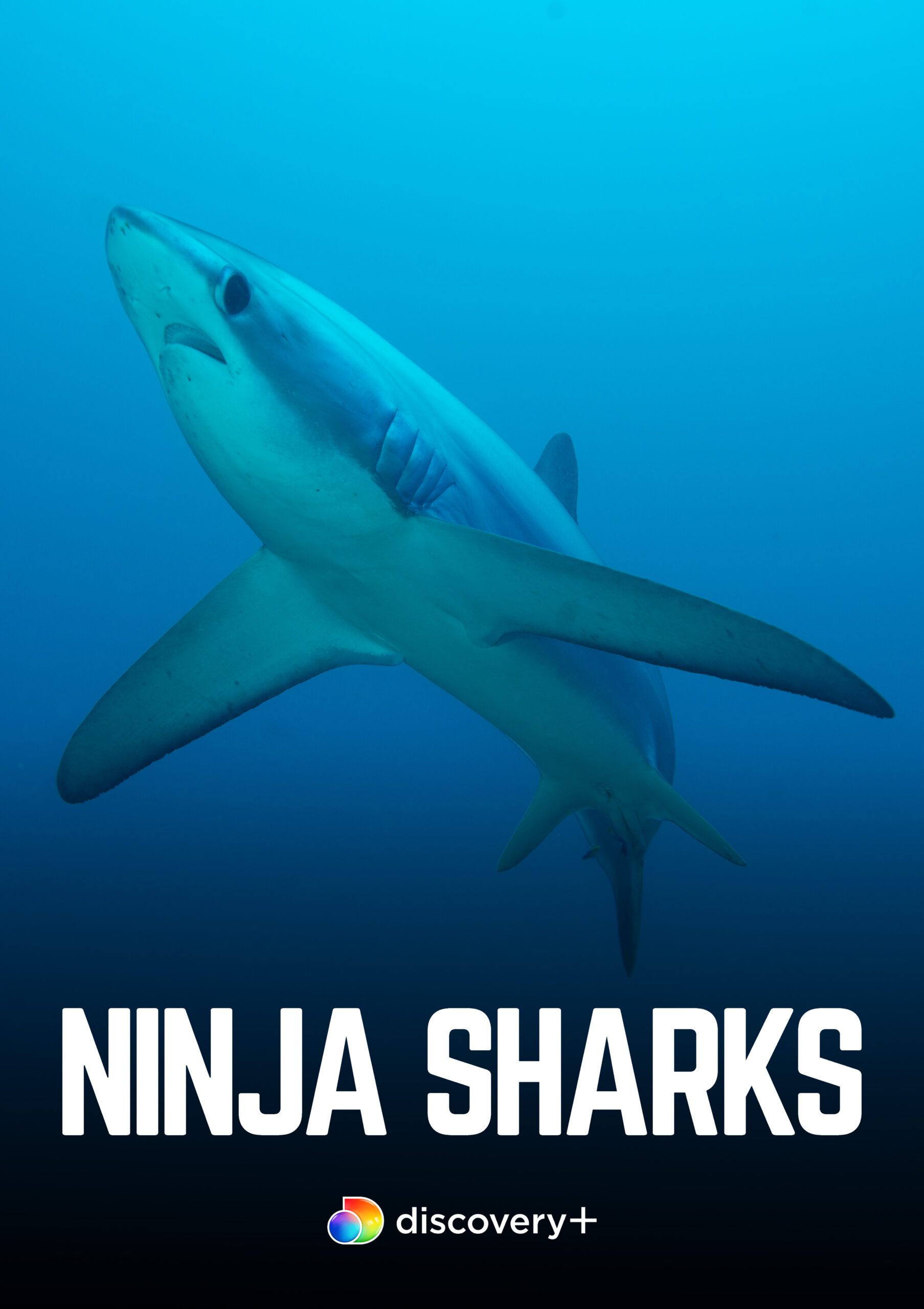 PASSION PICTURES – Ninja Sharks