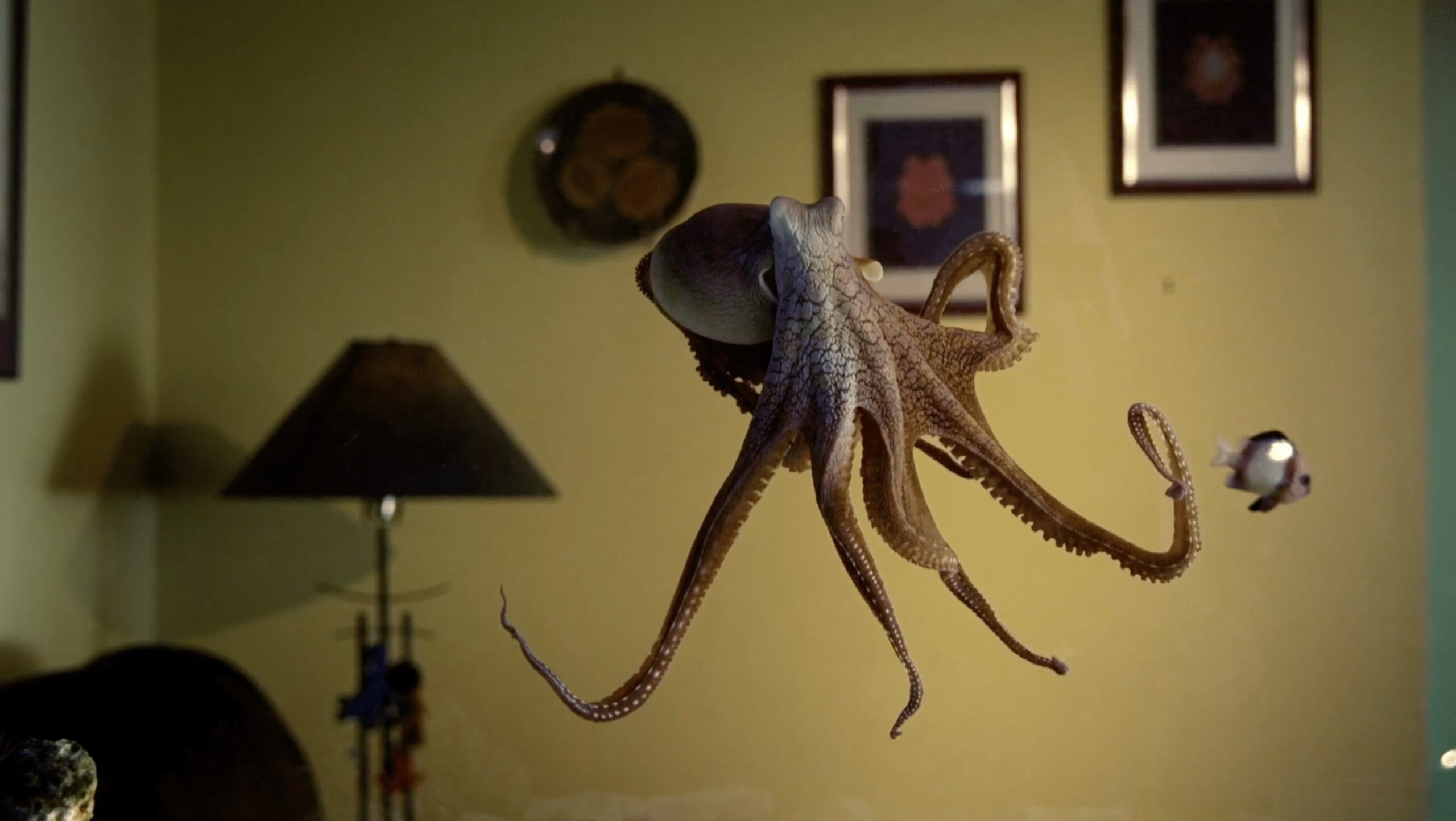 PASSION PICTURES – The Octopus in My House