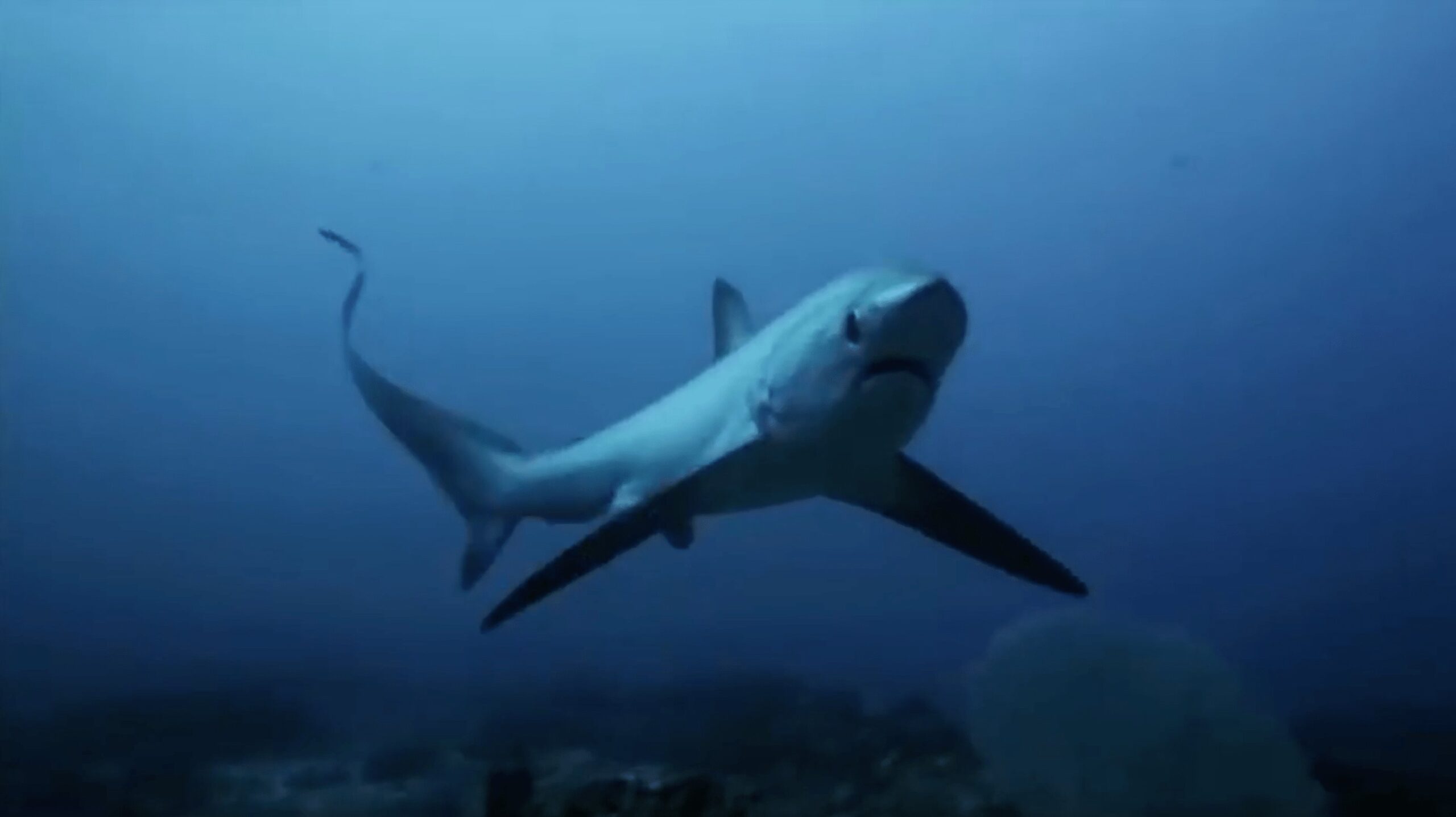 PASSION PICTURES – Ninja Sharks